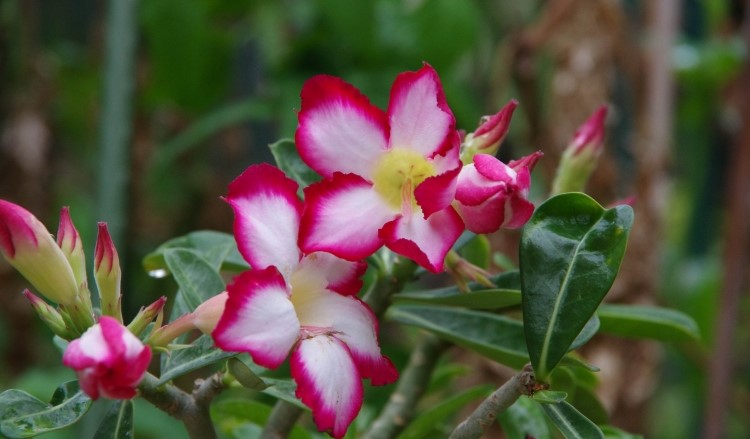 Desert Rose - Picotee - Guildford Garden Centre