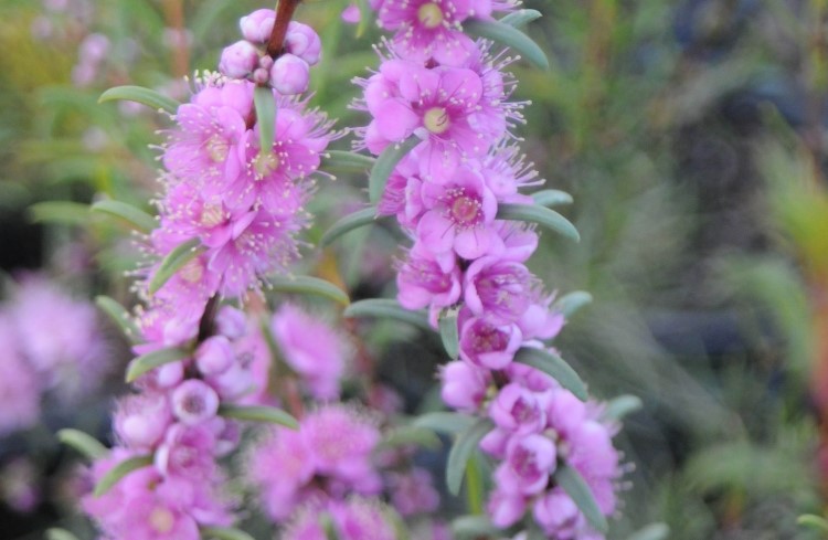 Hypocalymma - Swan River Myrtle - Guildford Garden Centre