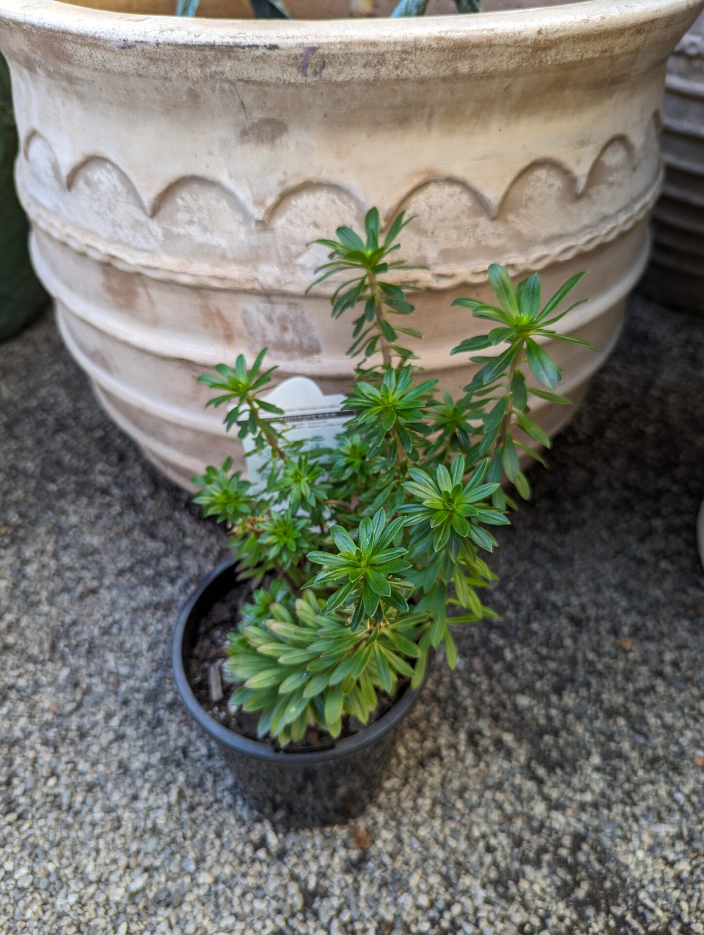 Stylidium - Trigger Plant - Palgarup - Guildford Garden Centre