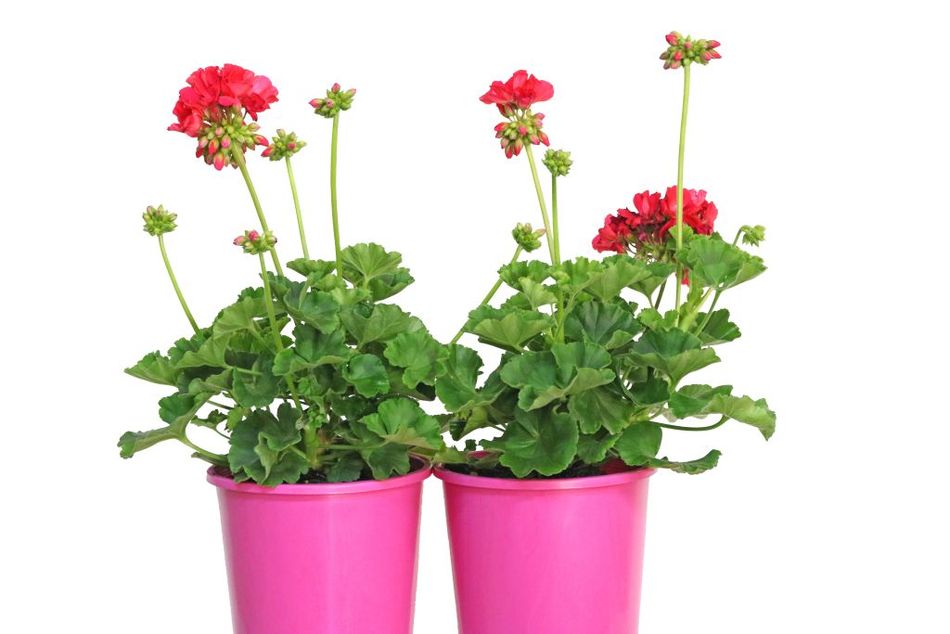 Pelargonium - Big Eeze Neon - Guildford Garden Centre