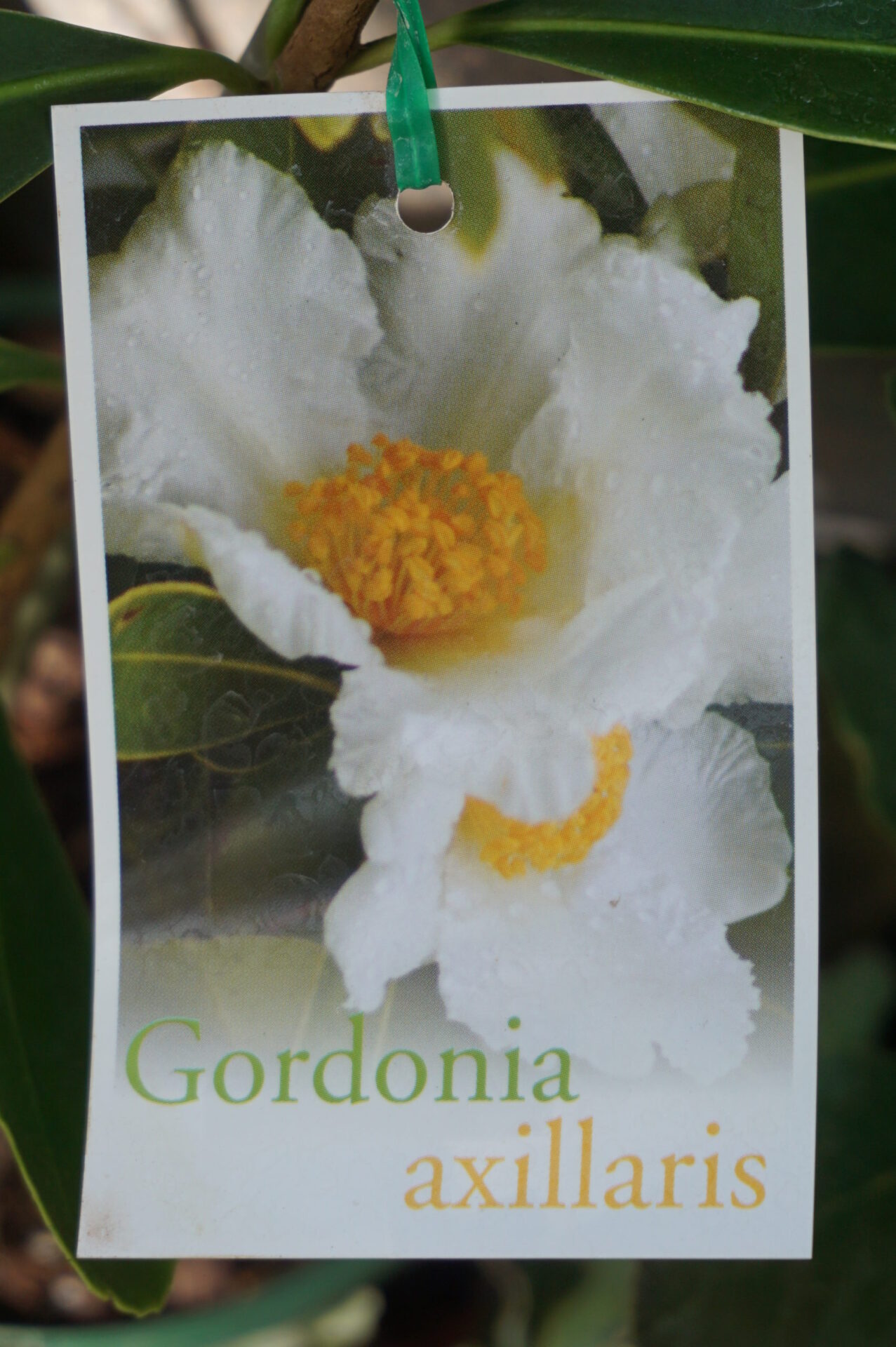 Gordonia - Guildford Garden Centre