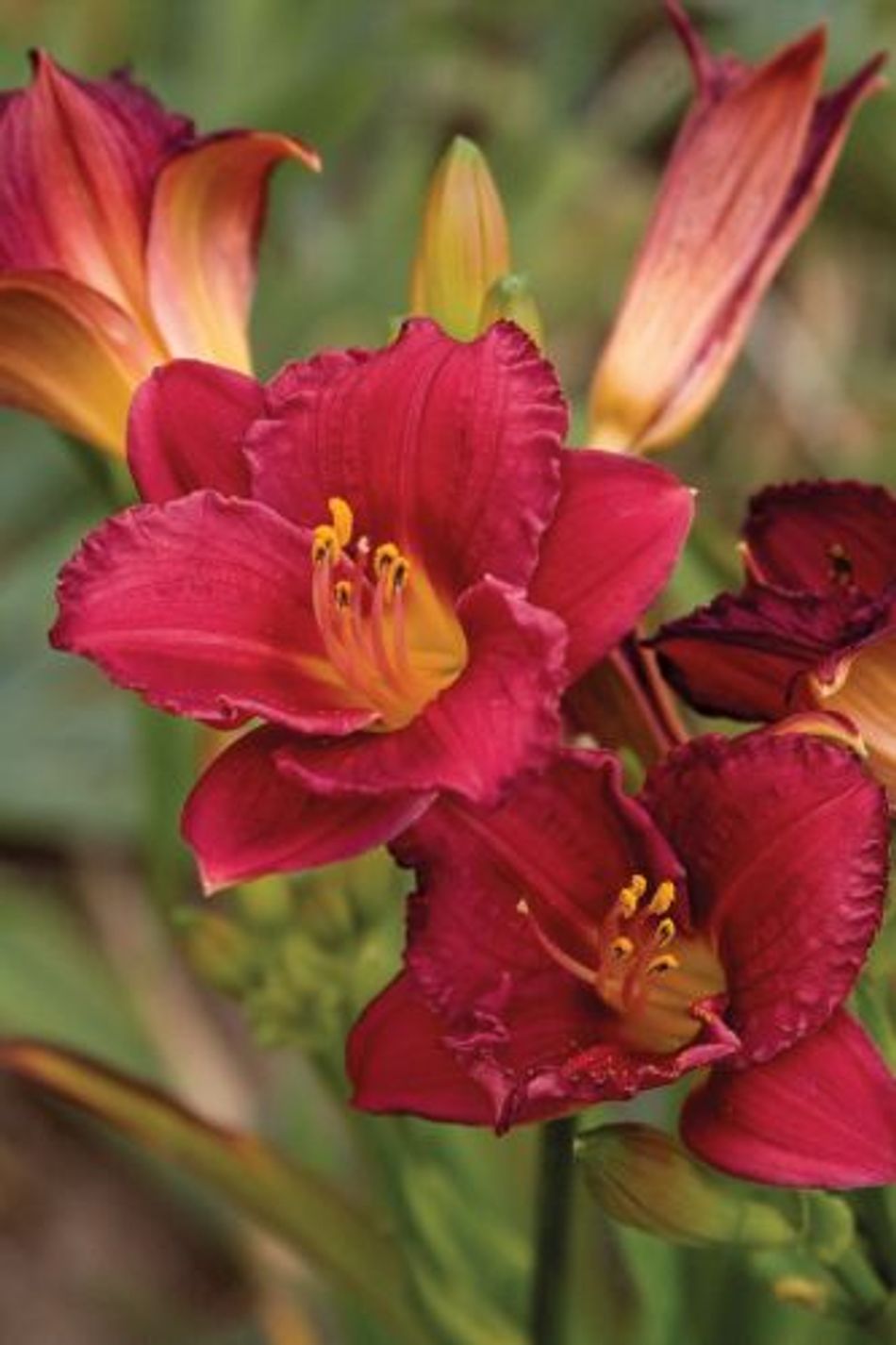 Daylily - Cranberry Baby - Guildford Garden Centre