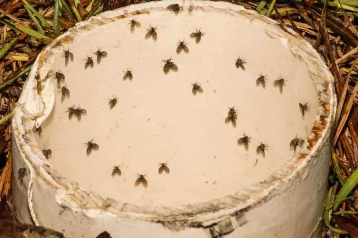Drain Flies - How to Get Rid of Drain Flies Singapore