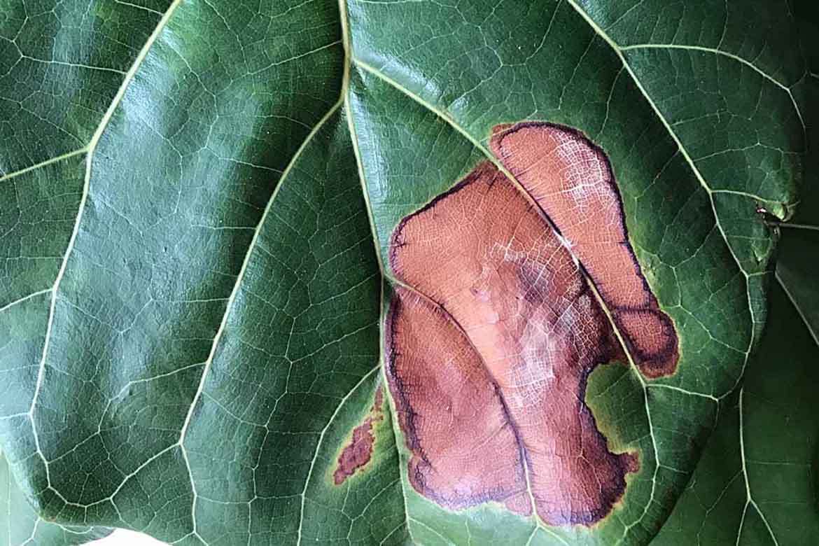 Fiddle Leaf Fig Care: How to Look After a Ficus Lyrata