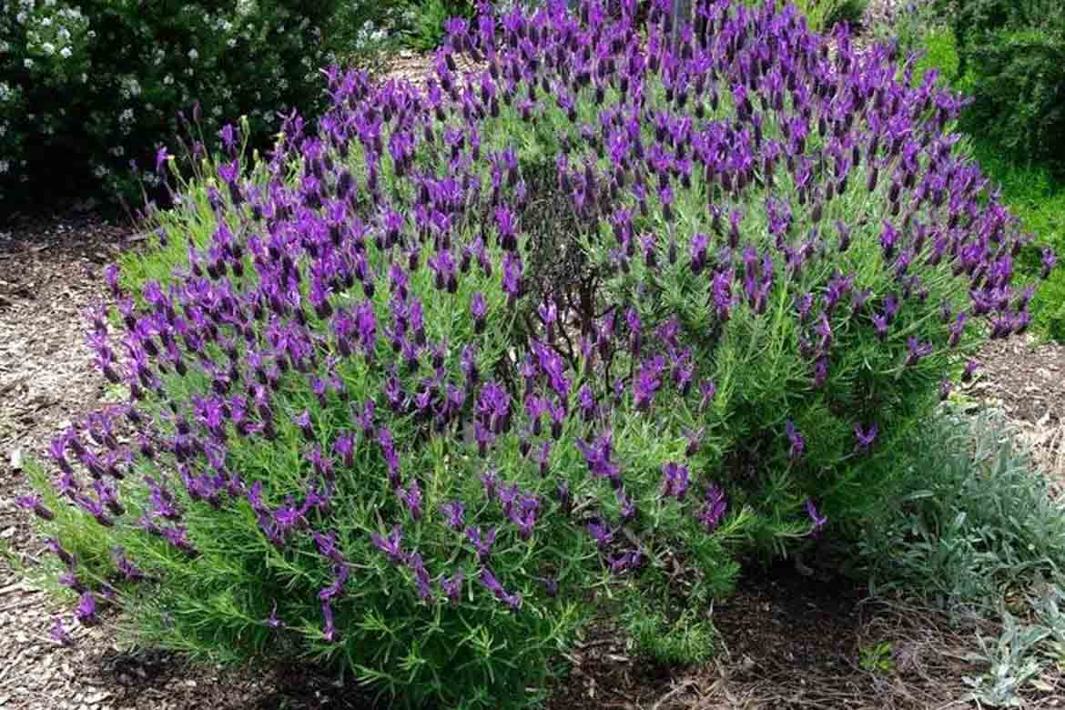 Lavender Plant Singapore - How to Grow & Care for Lavandula