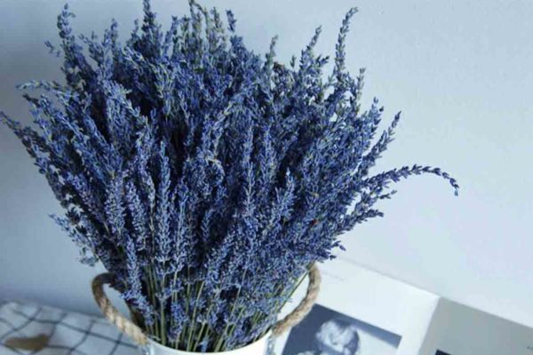 Lavender Plant Singapore - How to Grow & Care for Lavandula