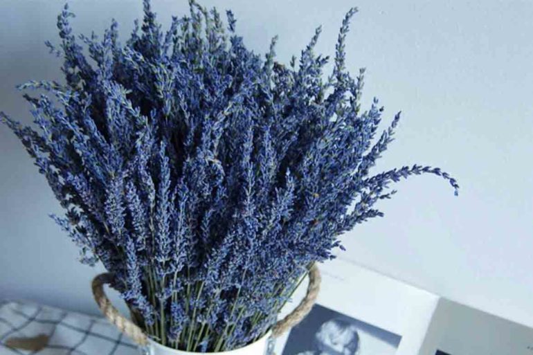 Lavender Plant Singapore - How to Grow & Care for Lavandula