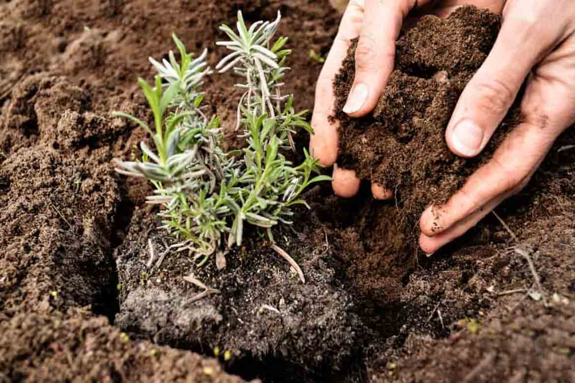 Lavender Plant Singapore - How to Grow & Care for Lavandula