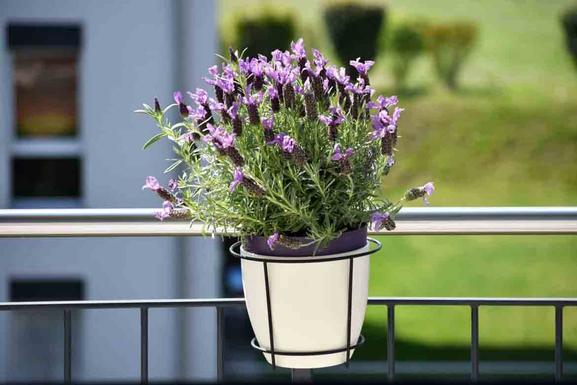 Lavender Plant Singapore - How to Grow & Care for Lavandula
