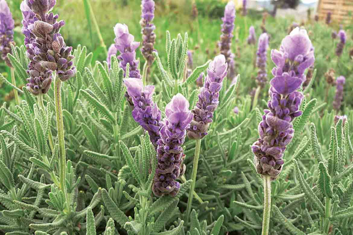 5 Best Mosquito Repellent Plants Singapore