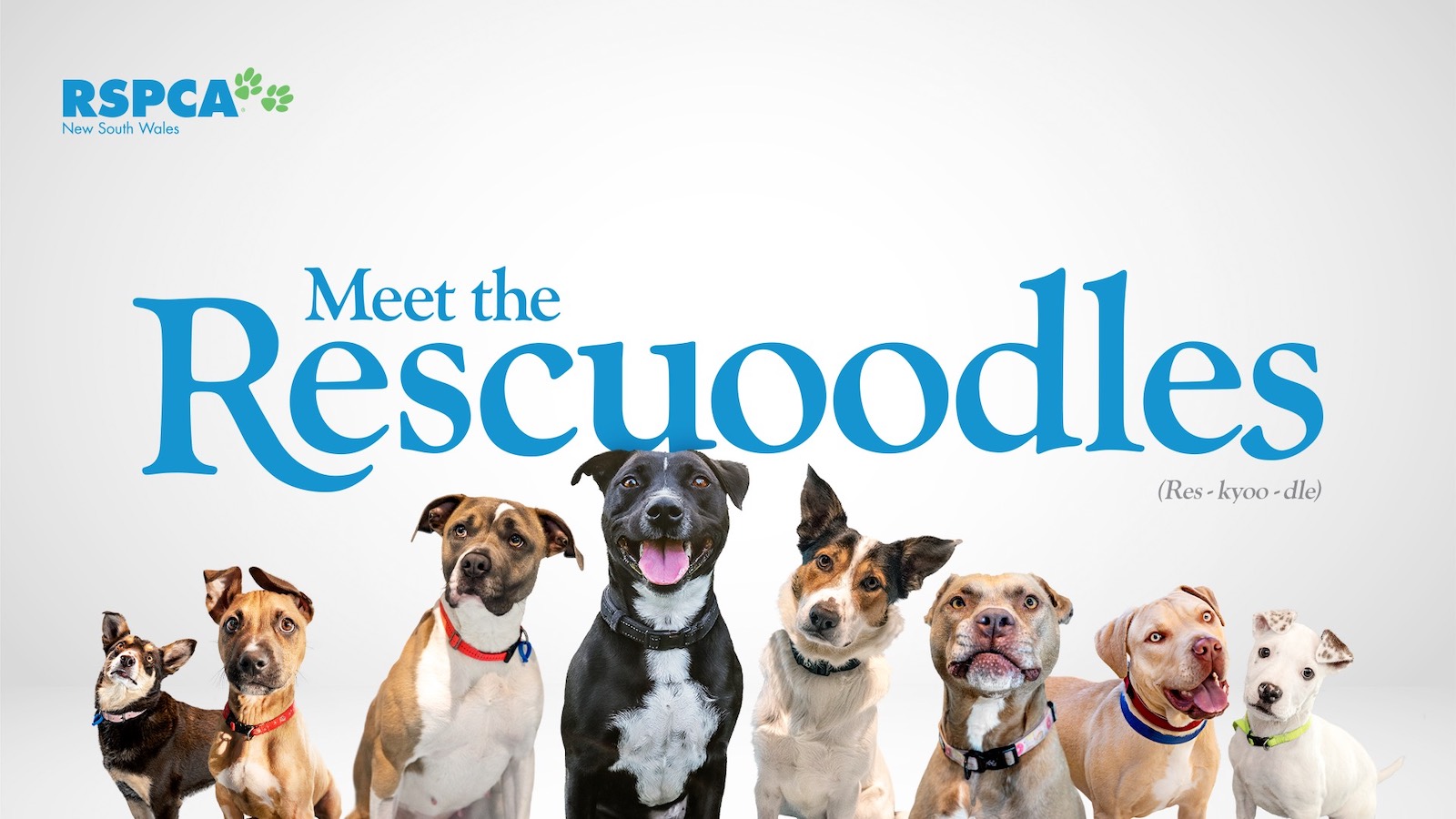 A new breed for RSPCA NSW - M+C Saatchi Group AUNZ