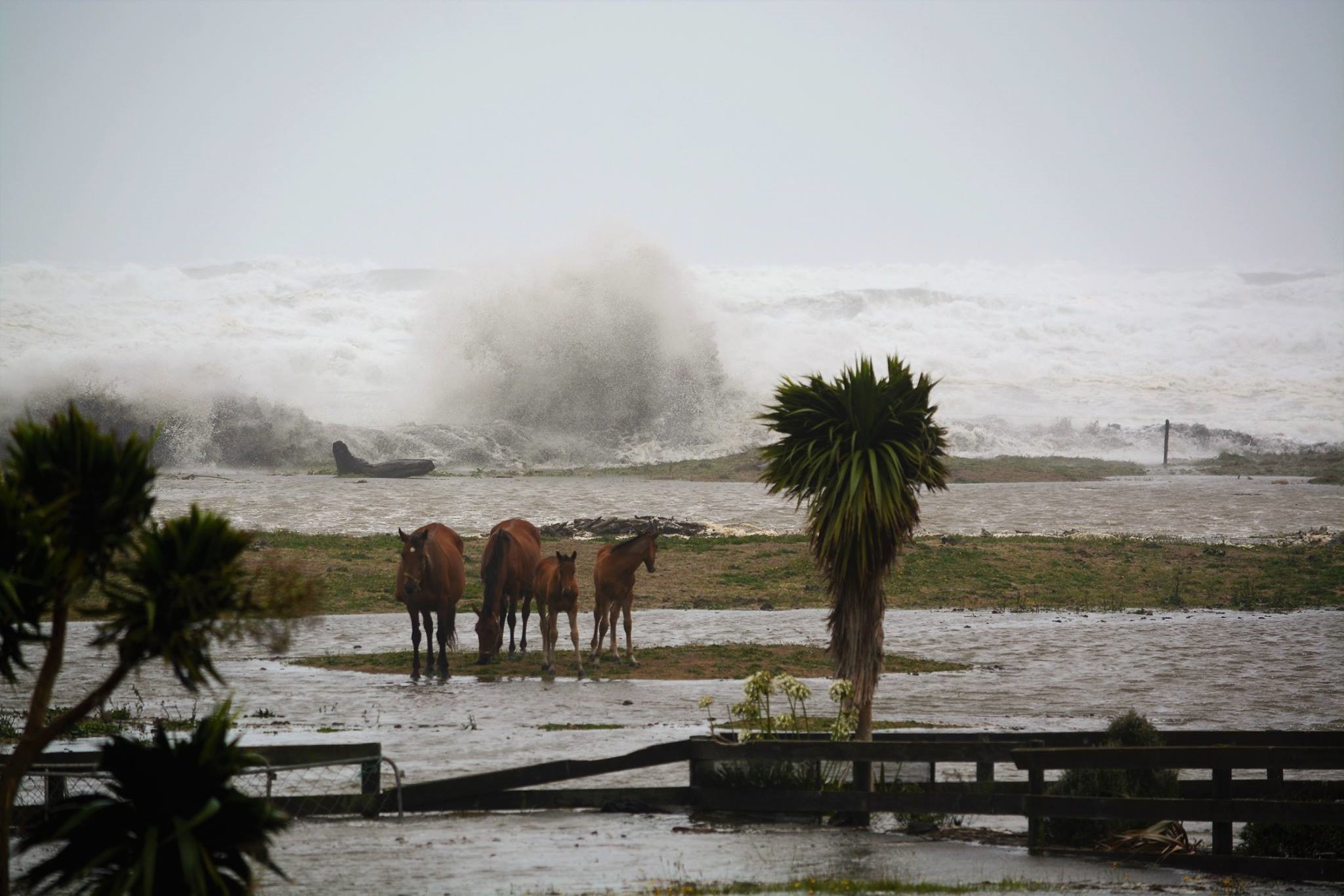 South feels sting in the tail of Cyclone Fehi | New Zealand Doctor