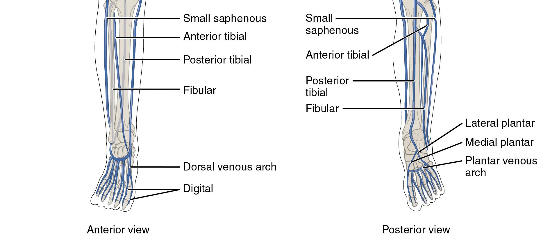 anterior tibial vein deep or superficial