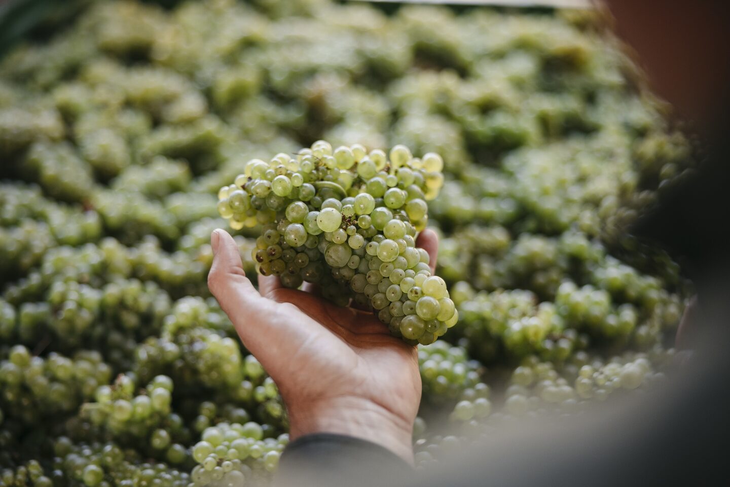 Pair'd Margaret River | Erin Larkin