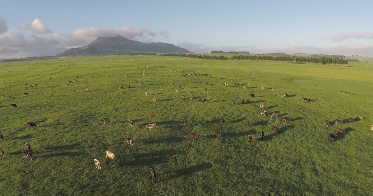 Pāmu Milk | Pāmu Story