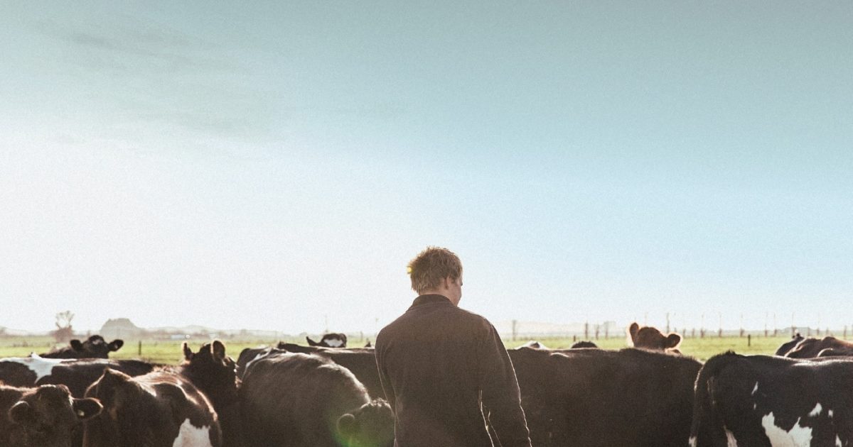 Pāmu Milk | The Pāmu Story