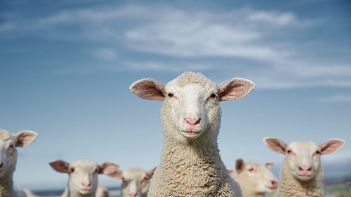 Pāmu Milk | Pāmu invest in spray drying facility to help grow…