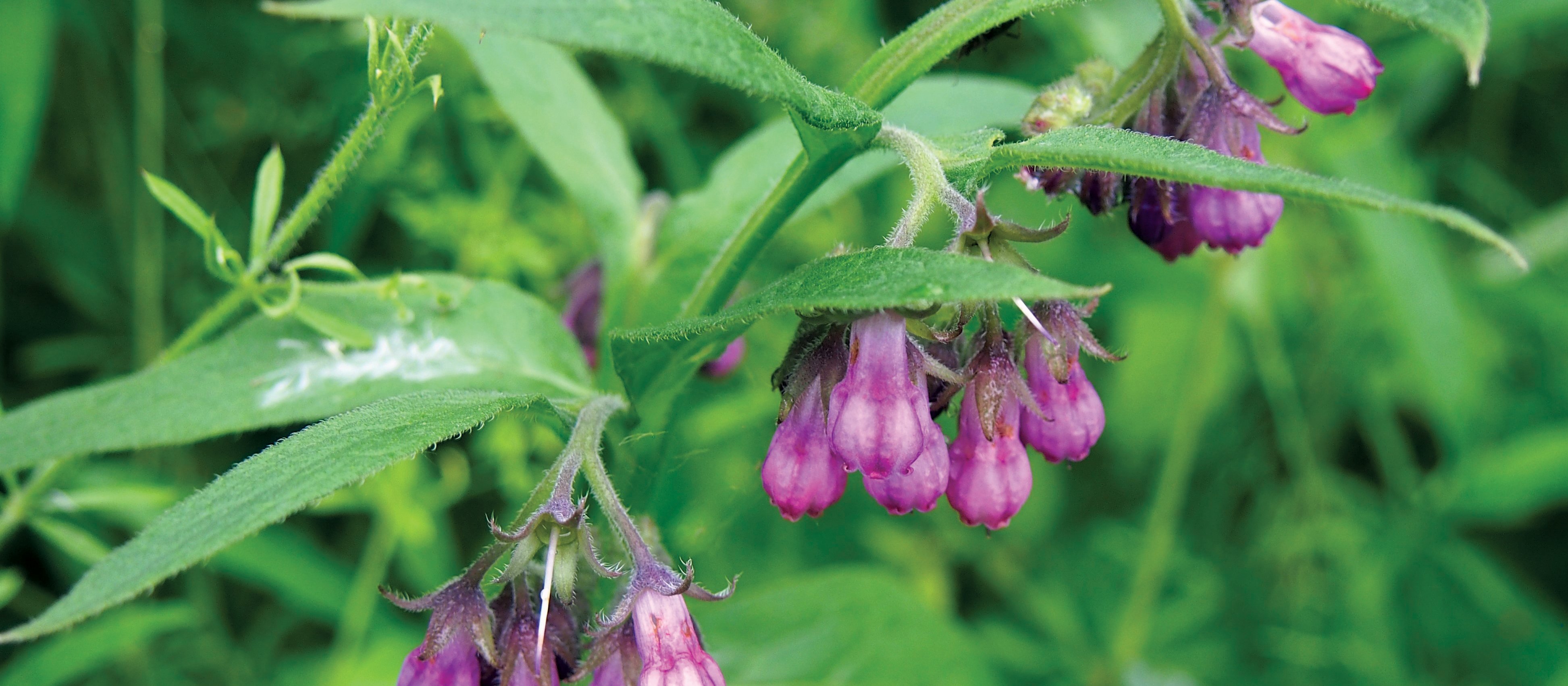 comfrey uses broken bones