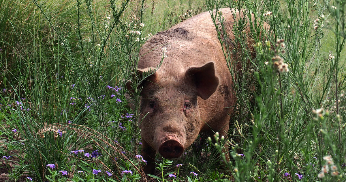 Field Notes: On The Road With Nigel Ward | uccello | Meritales