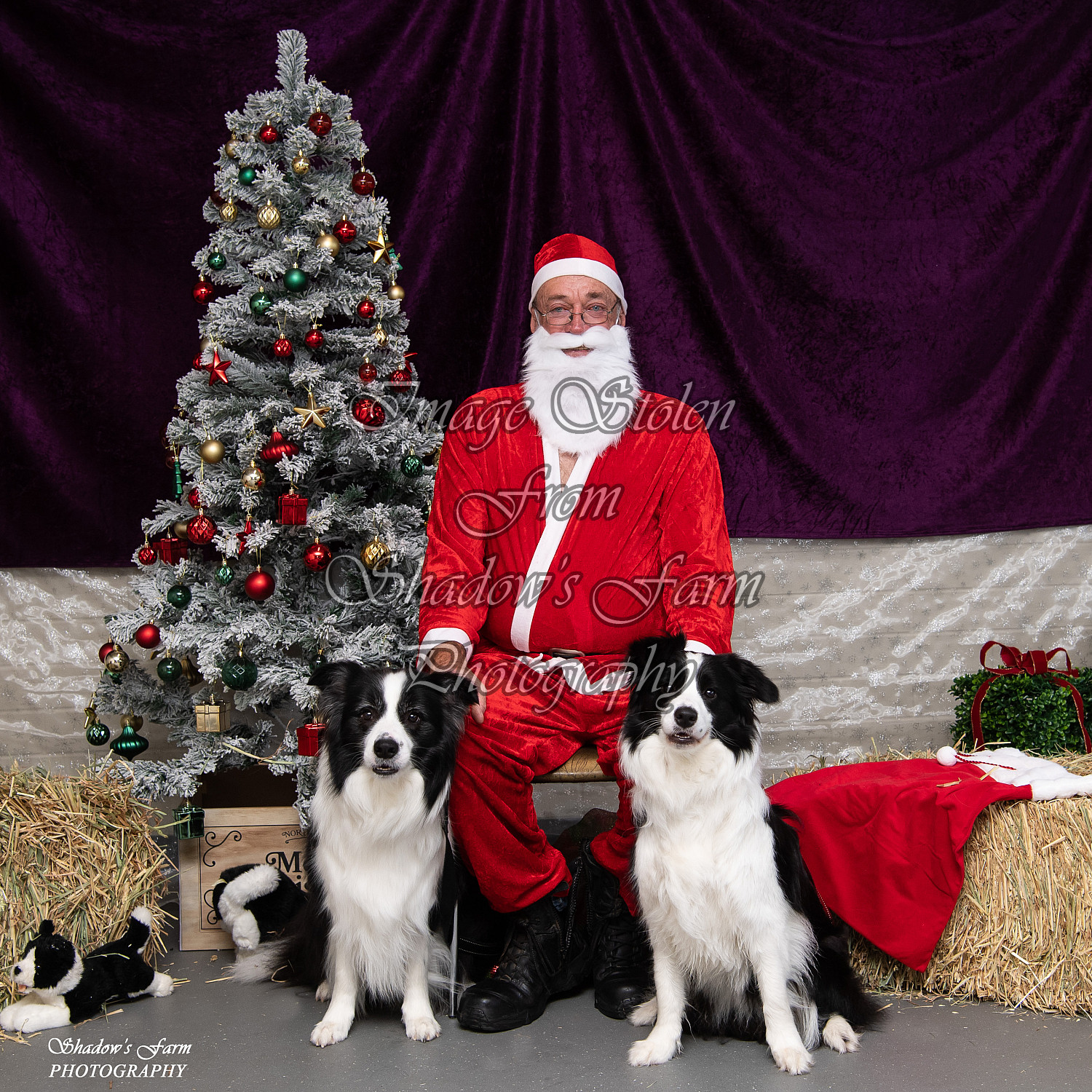 2023 BORDER COLLIE CLUB OF SA CHRISTMAS SHOW 9TH DEC - Galleries - Dogs ...