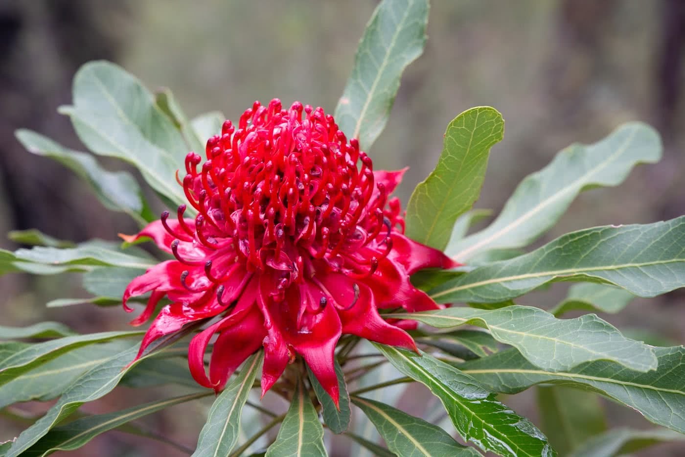 Waratahs are Going Missing From NSW National Parks - We Are Explorers