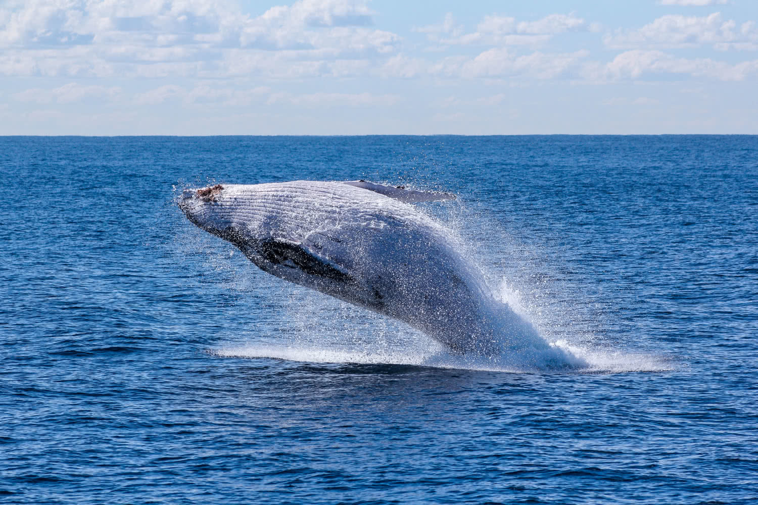 9 Top Whale Watching Spots Sydney, NSW - We Are Explorers