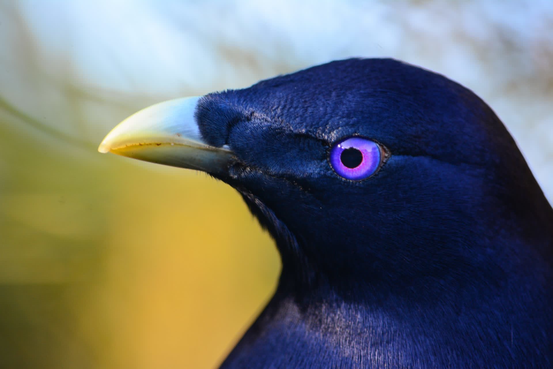 Birdwatching in Lamington National Park | Gold Coast - We Are Explorers