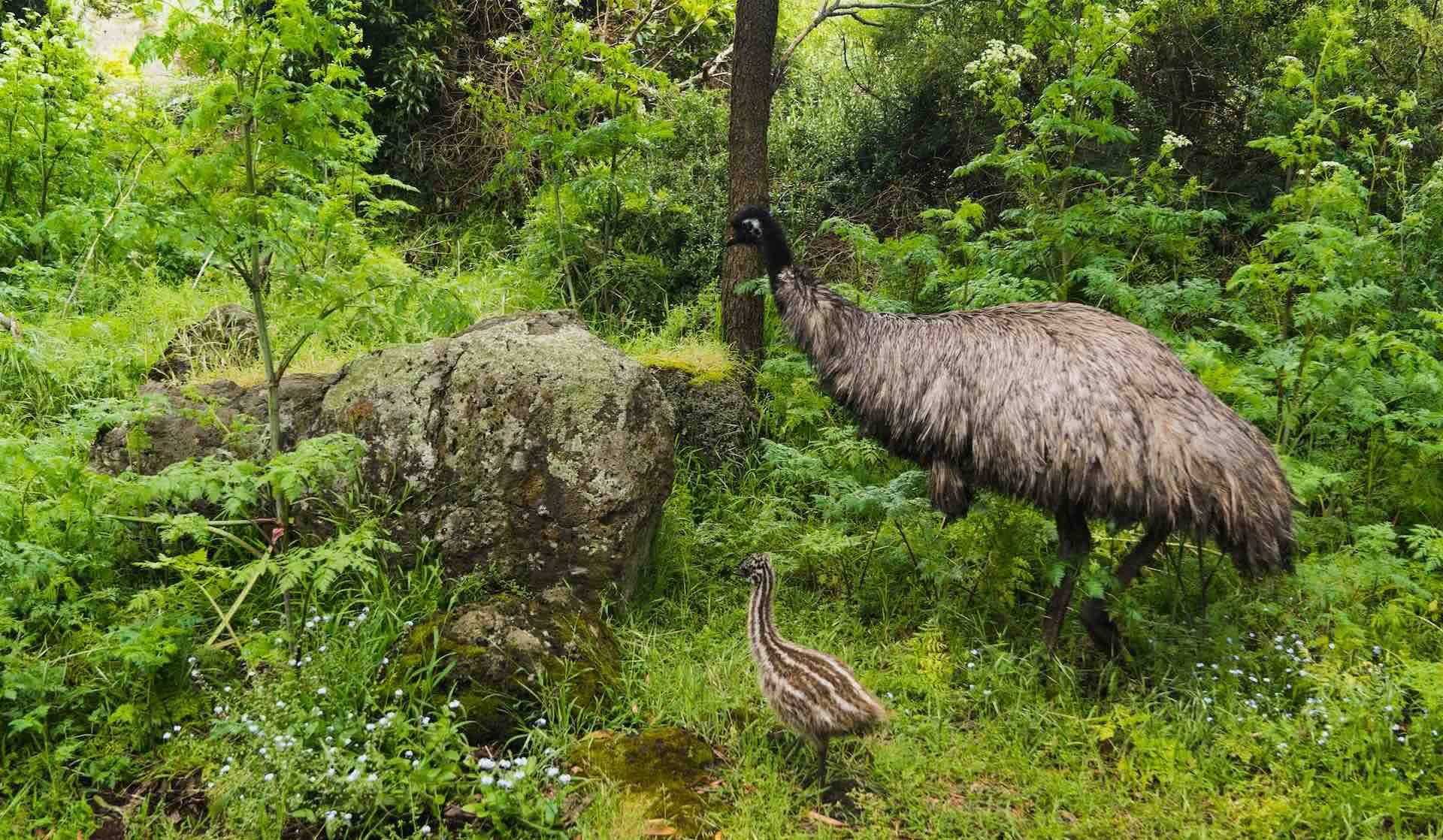 Tower Hill Wildlife Reserve | Volcano & Wildlife | VIC - We Are Explorers