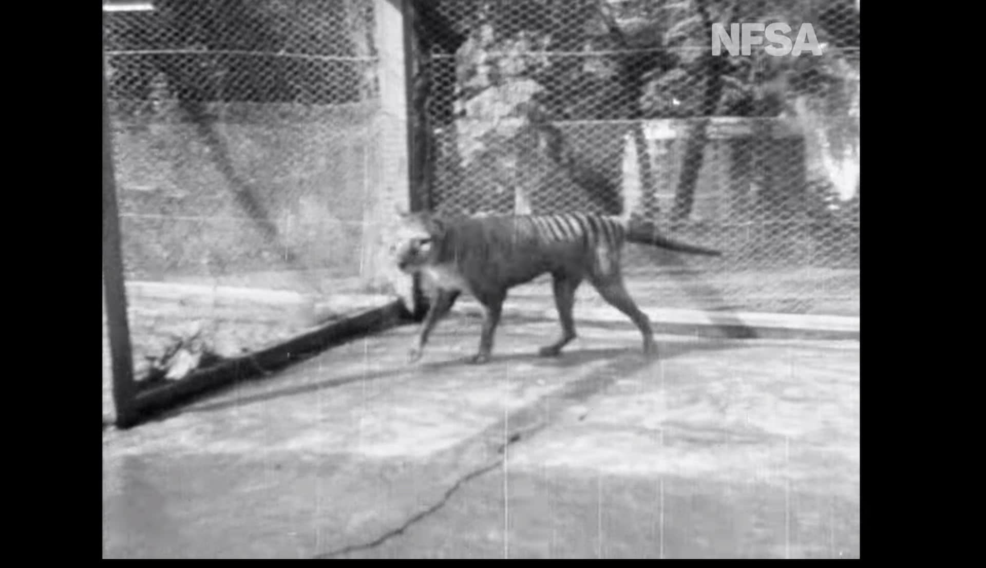 Check Out This Footage of the Last Known Tasmanian Tiger - We Are Explorers