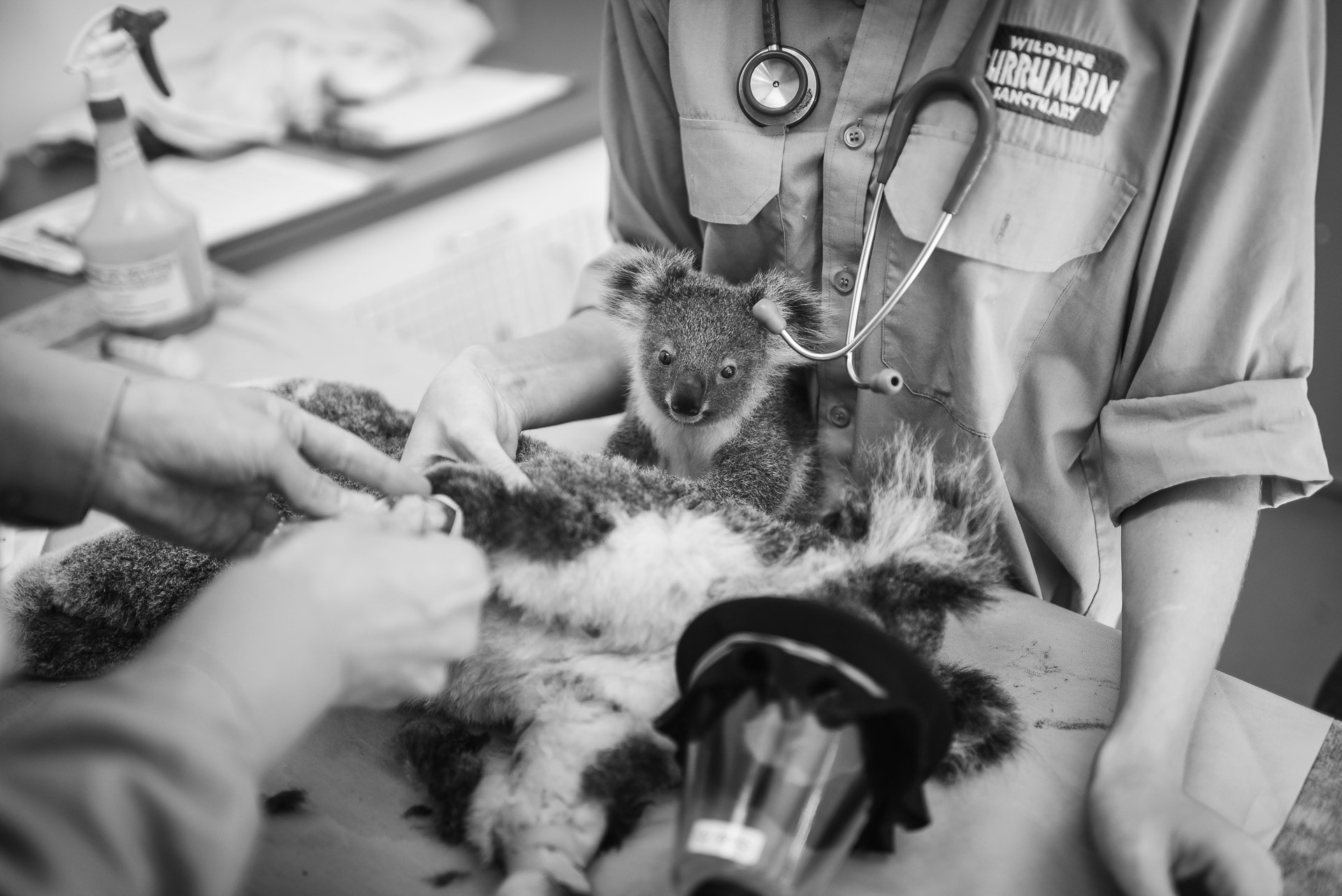 Koalas Under Threat – Can We Save Our Most Iconic Australian Animal ...
