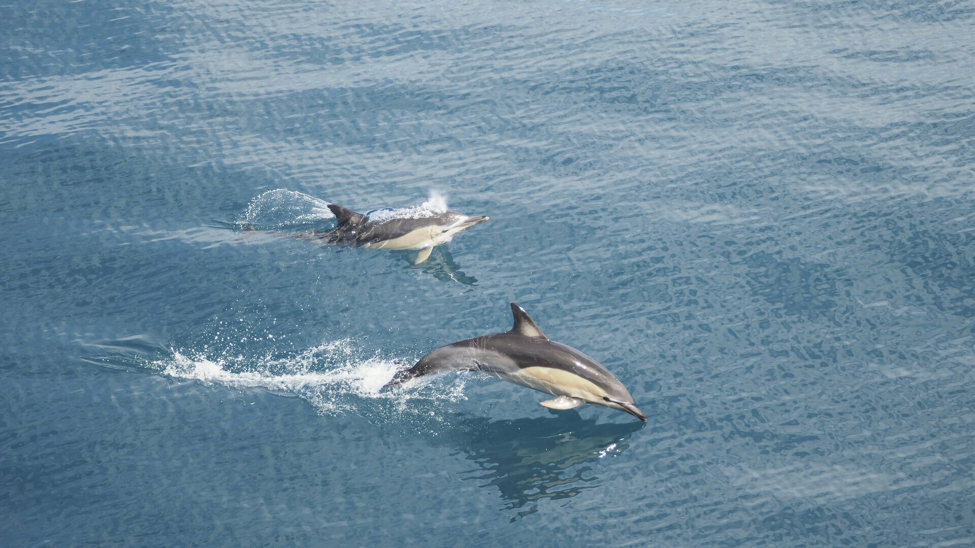 The Unique Aussie Dolphins You’ve Probably Never Heard Of - We Are ...