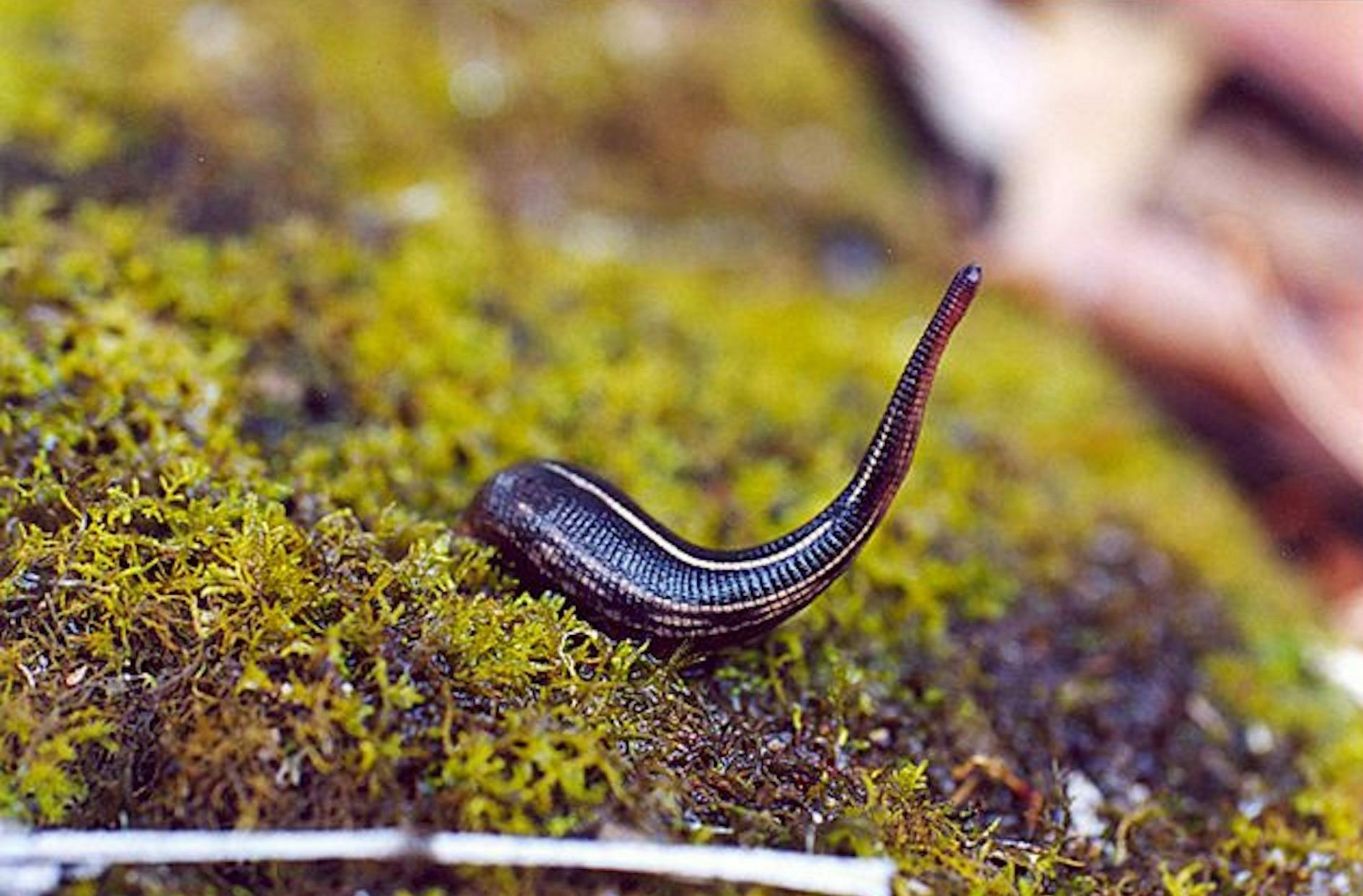 Leeches: How To Remove, Avoid, and Appreciate Them - We Are Explorers
