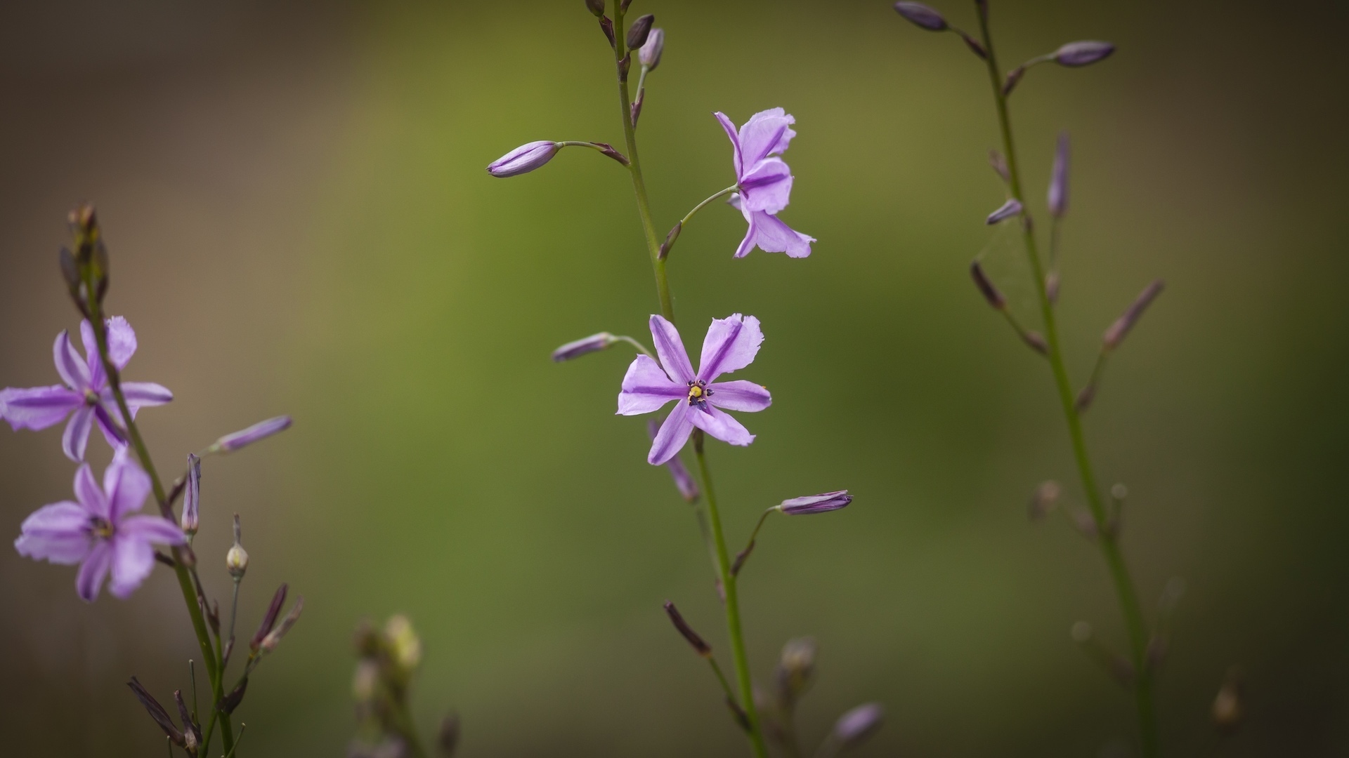 Where to Find Native Wildflowers Around Victoria - We Are Explorers