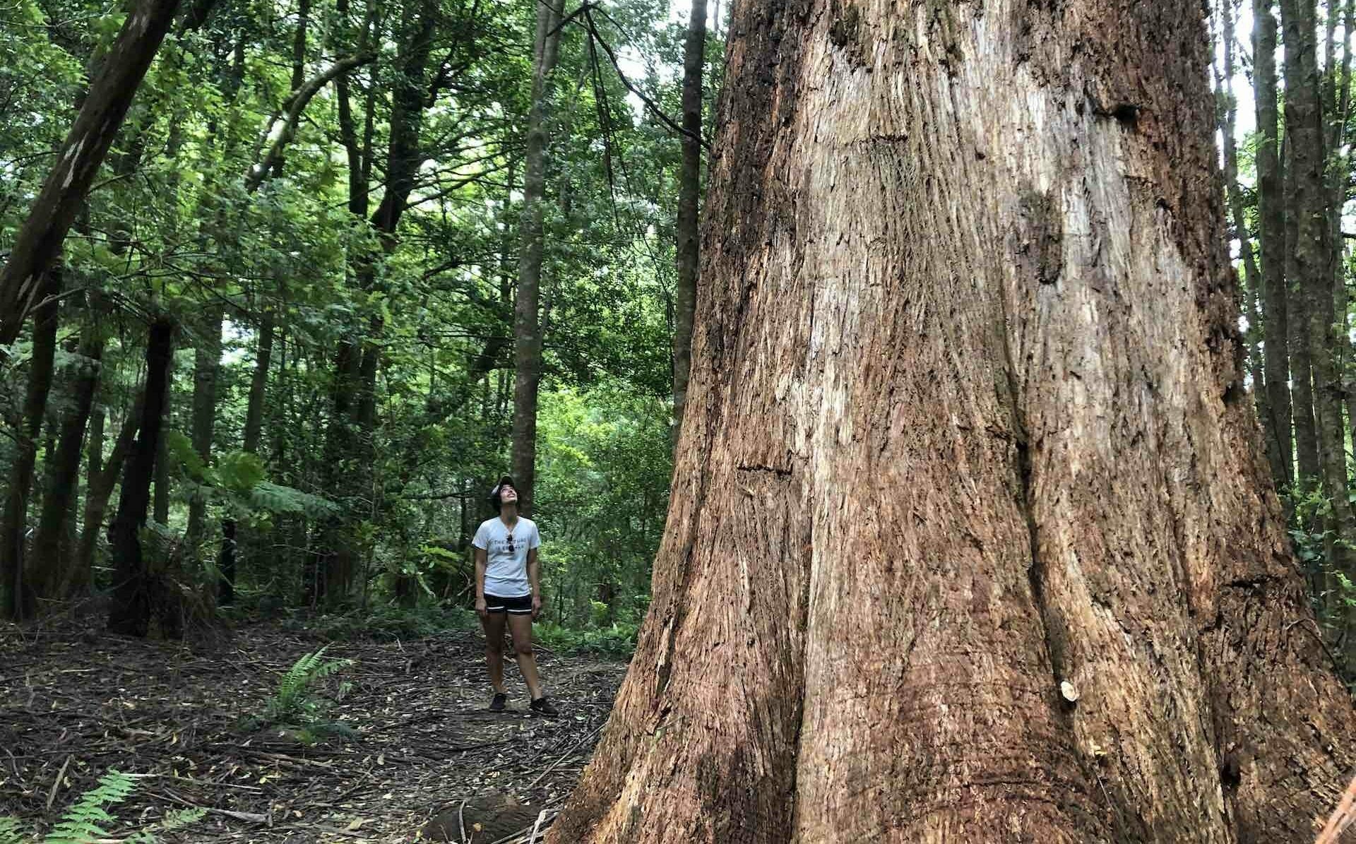 Mt Gulaga – Climbing the Sacred and Steep South Coast Summit - We Are ...