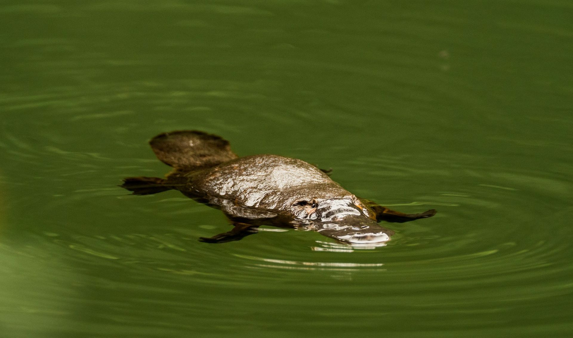 How an Adventure Could Help Protect The Platypus - We Are Explorers