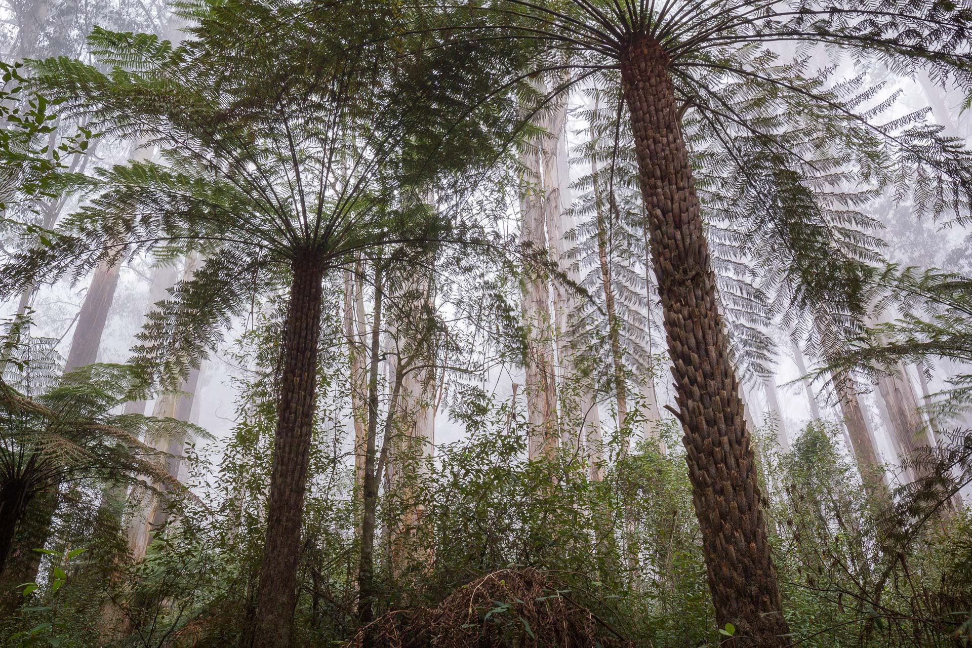 Fancy Trail Running The Great Forest? Well Lace Up, We’ve Got News for ...