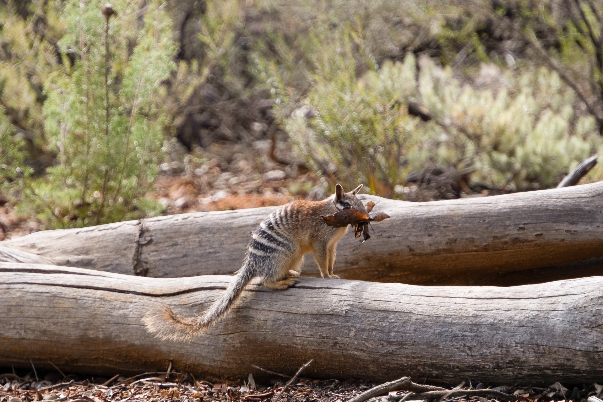Dryandra Woodlands National Park Western Australia – Where Numbats Roam ...