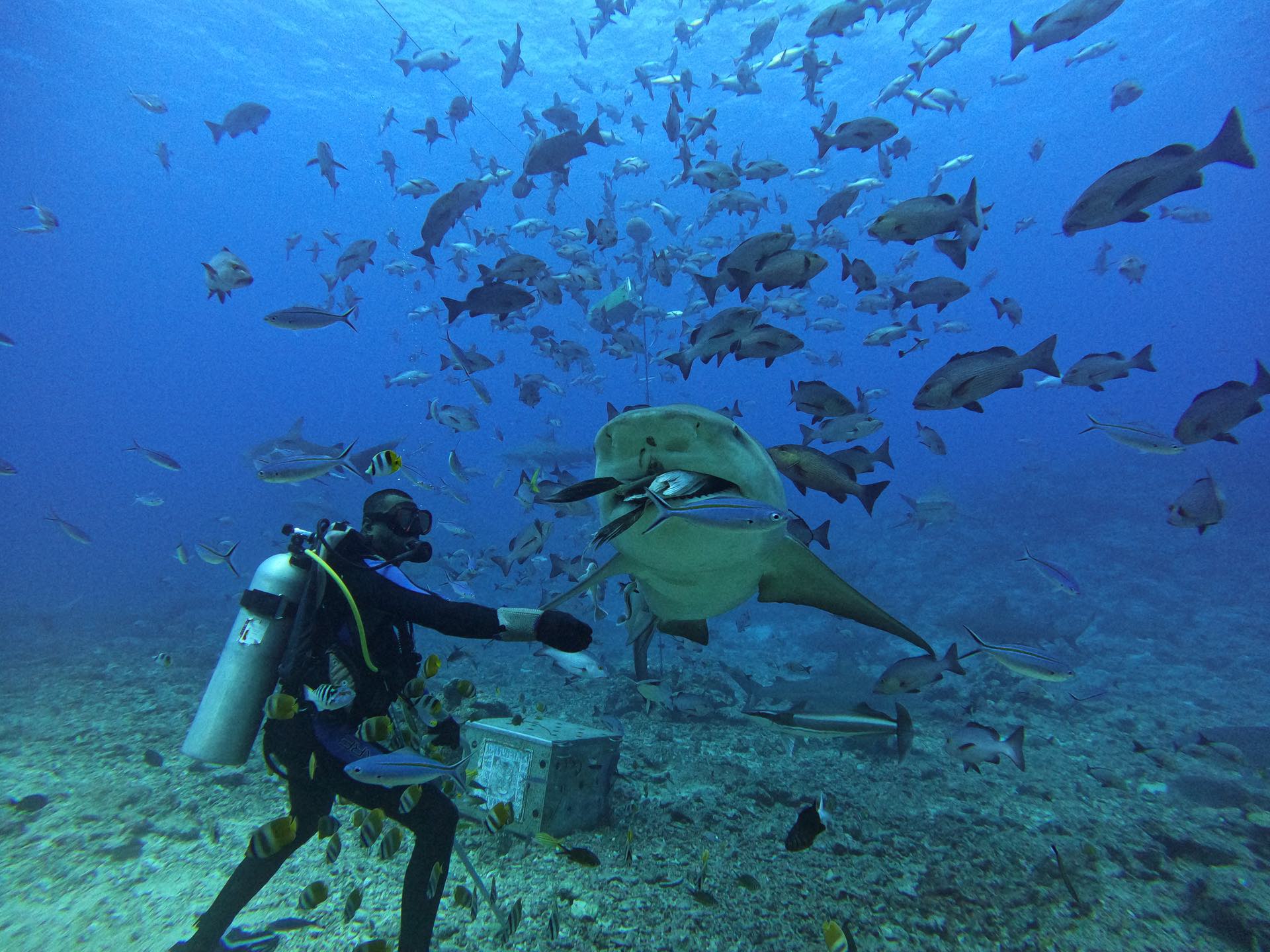 5 Best Scuba Diving Locations in Fiji - We Are Explorers