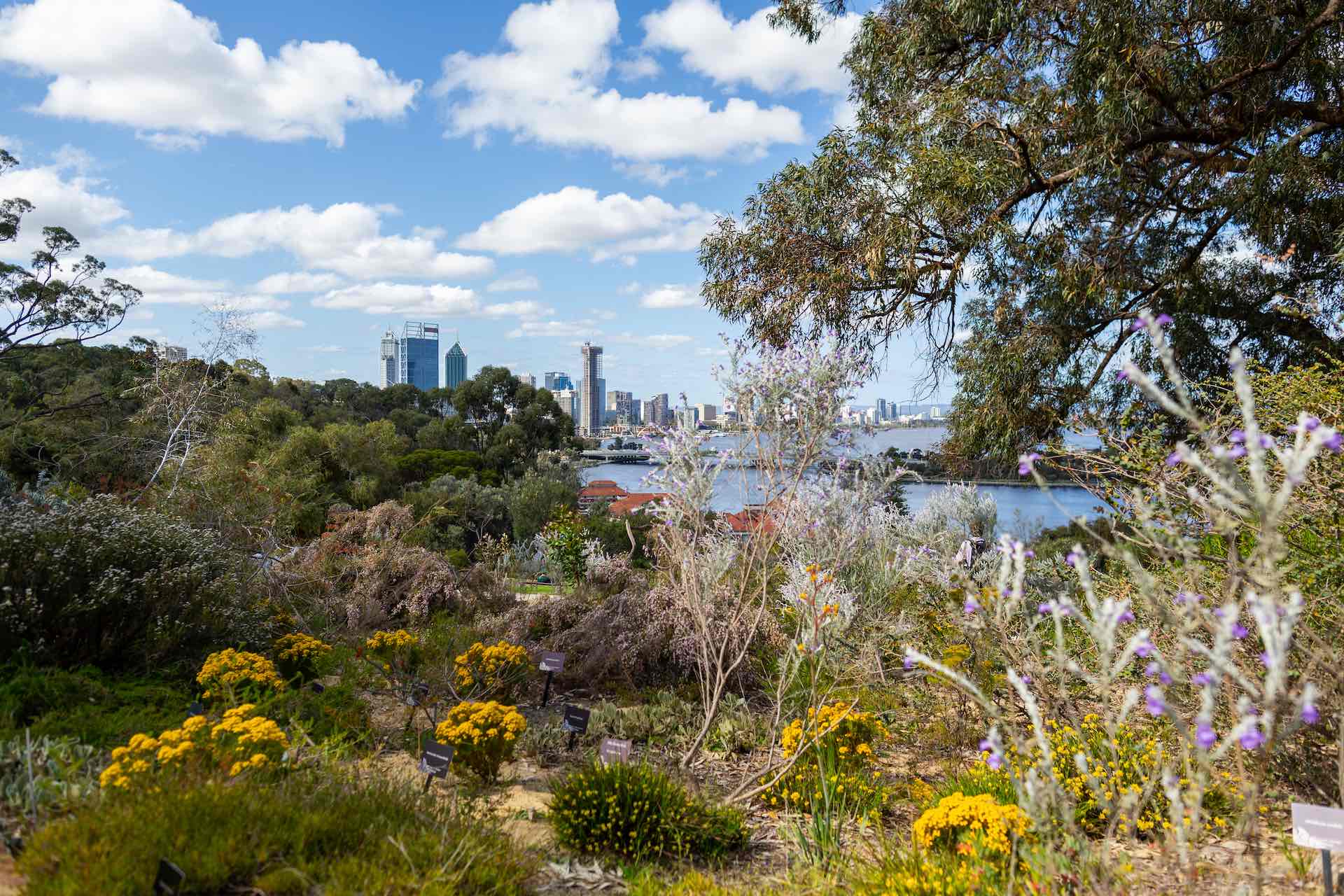 Where to Find Wildflowers Near Perth - We Are Explorers