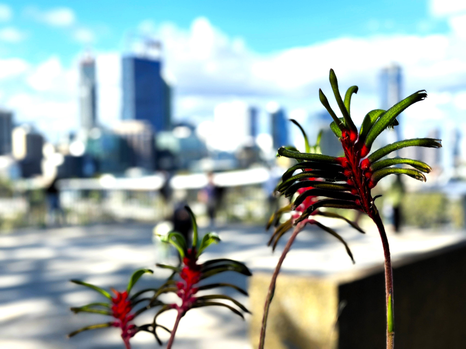 Kings Park, Perth | Nature Escape in the City - We Are Explorers