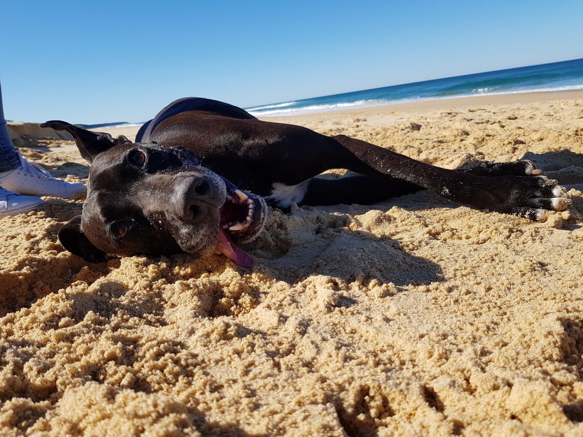10 Best Melbourne Dog Beaches | Victoria - We Are Explorers