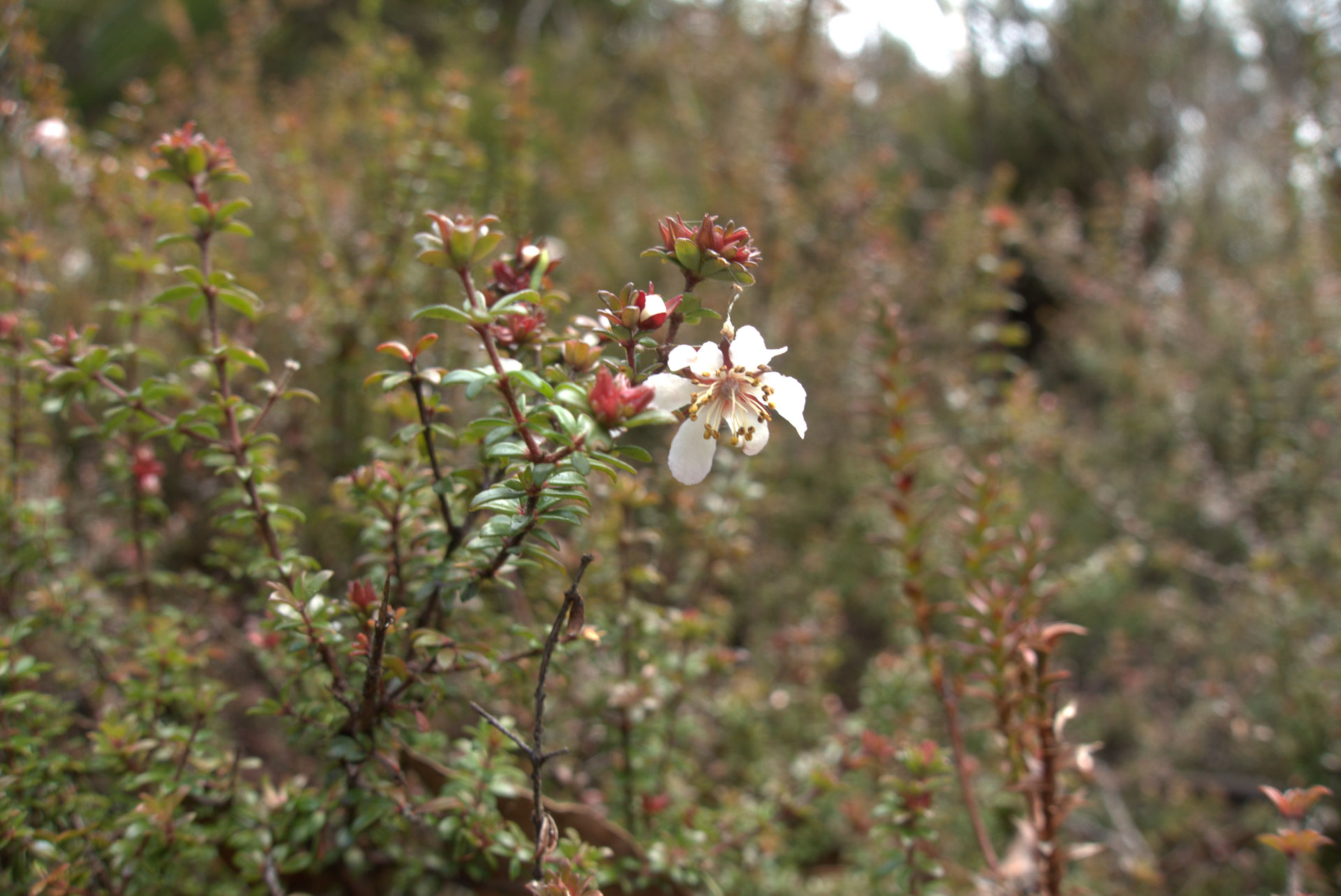 How To Identify an Australian Native Plant - We Are Explorers