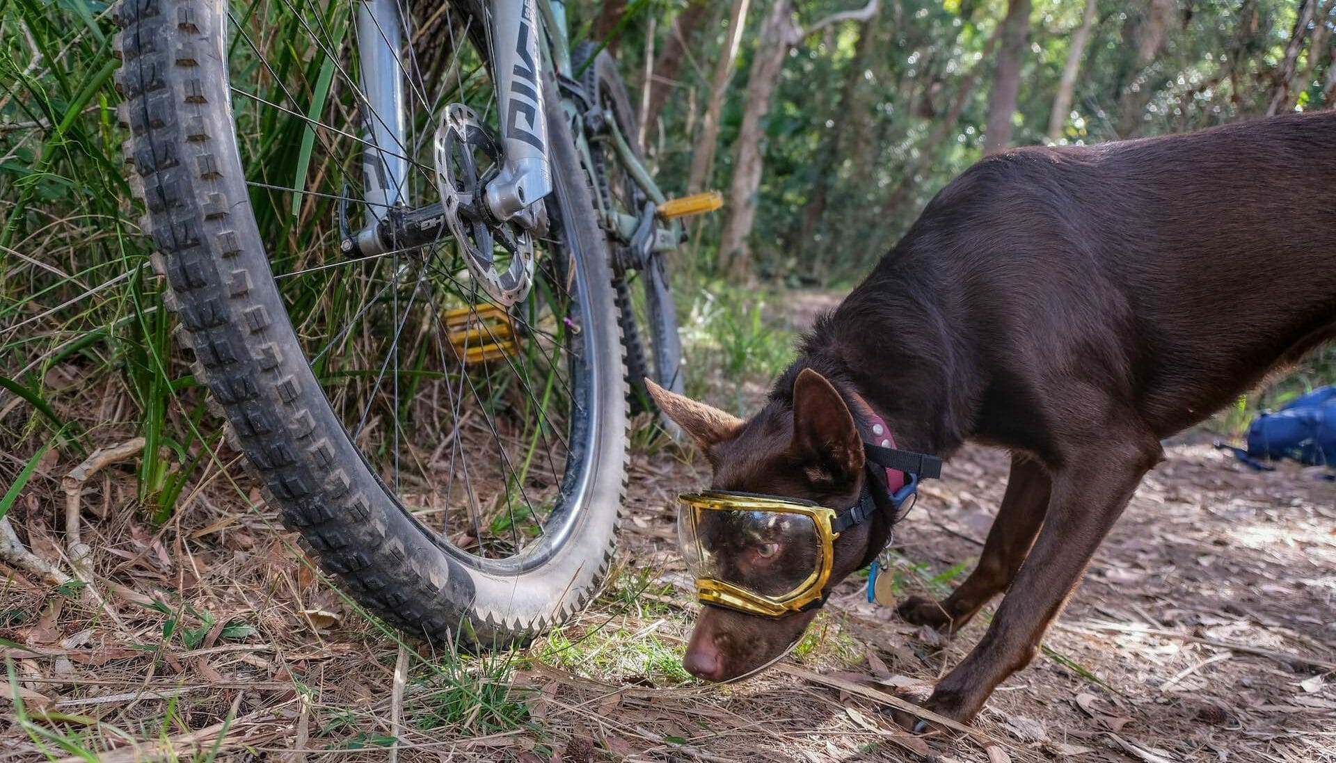 10 Ways to Adventure With Your Dog - We Are Explorers