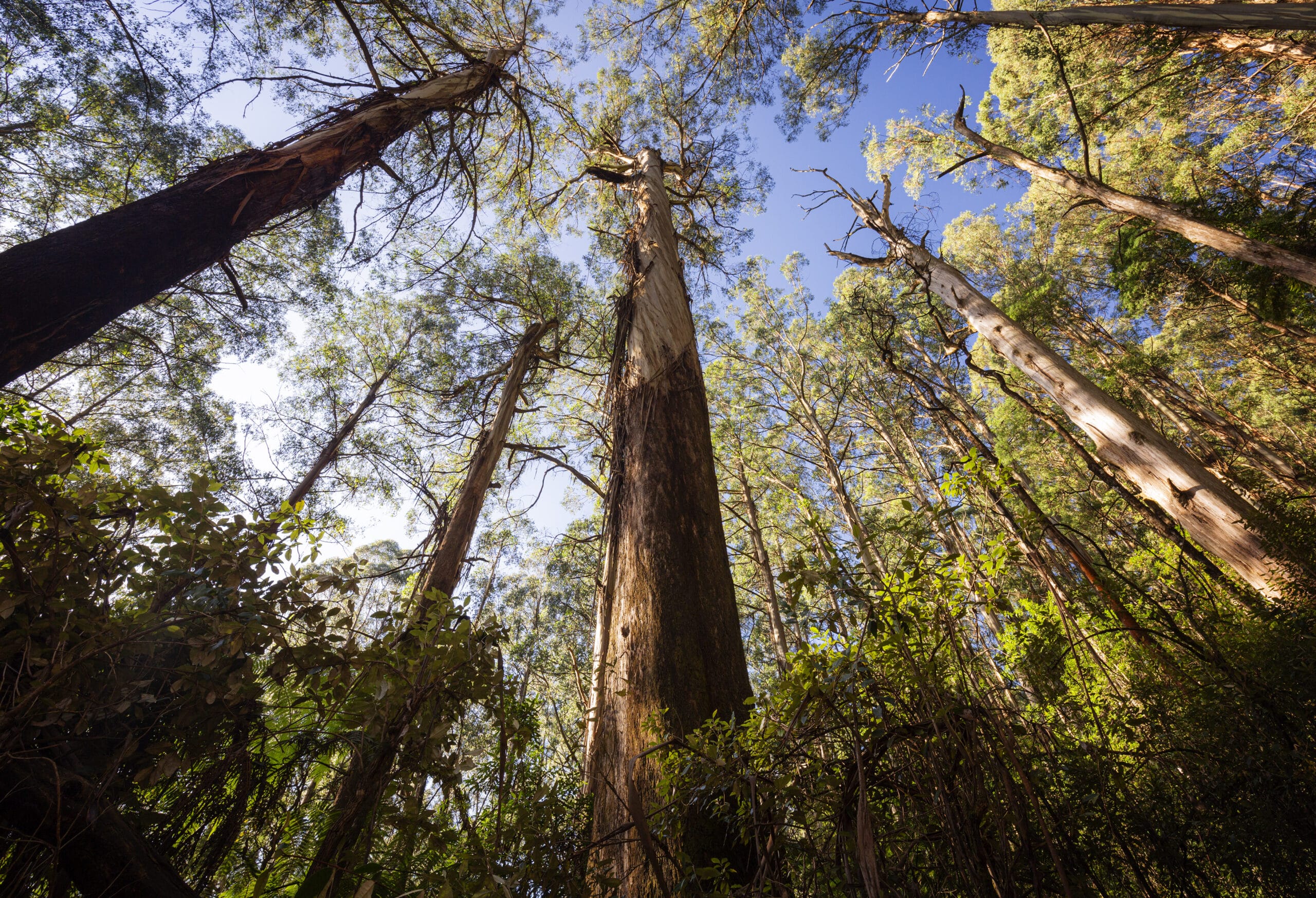 Have Your Say on Victoria's Central Highlands State Forests - We Are ...