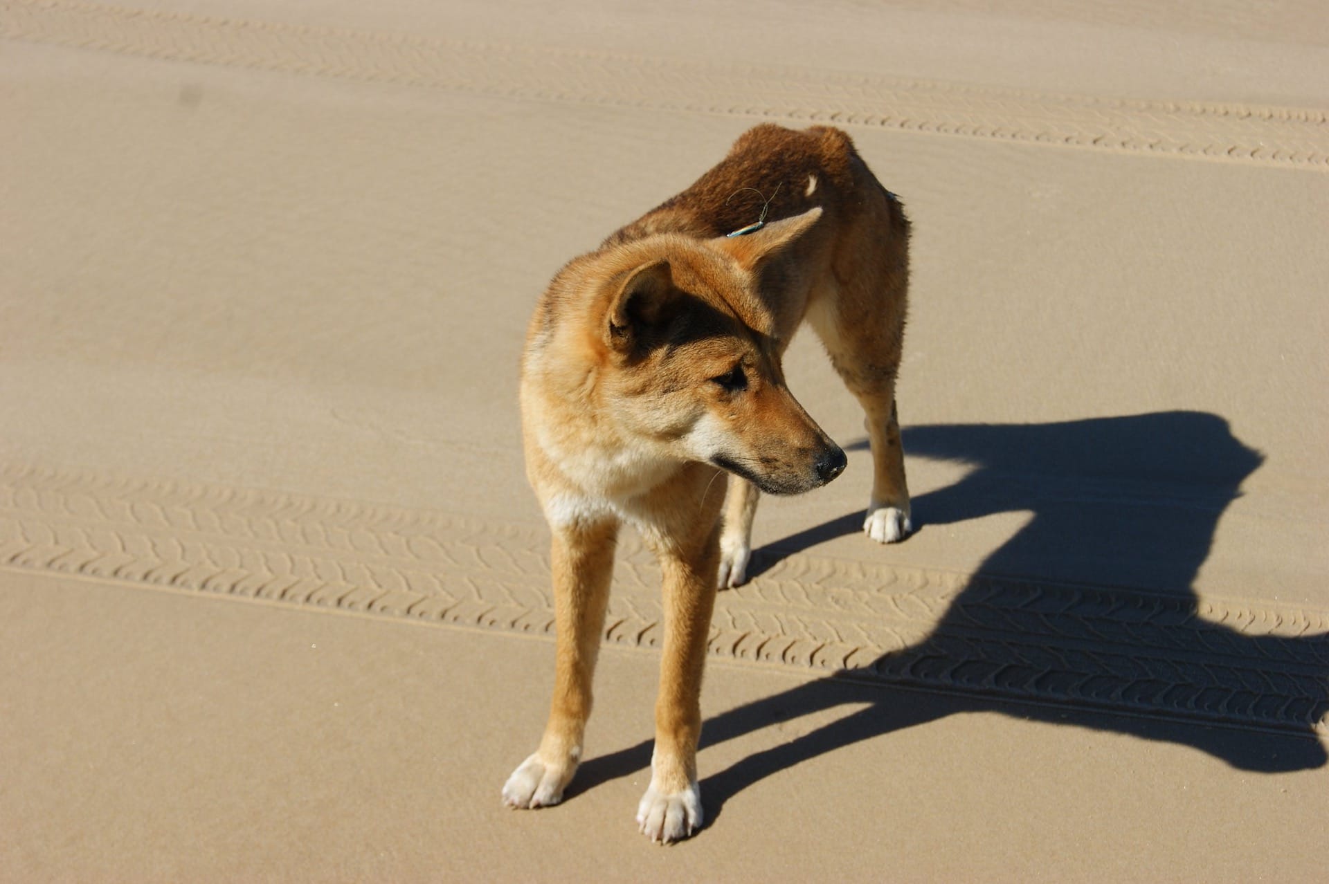 Dingo & 22 Shorebirds Killed by Reckless Beach Driving on K’gari - We ...