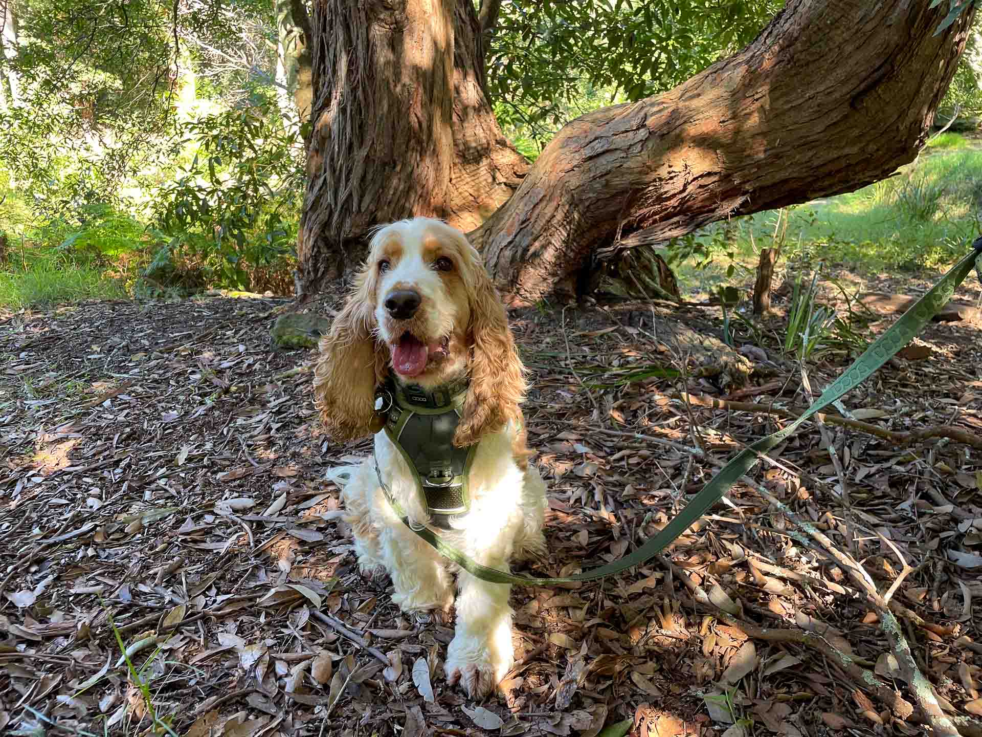 Does DOOG Have the Best Gear For Adventure Dogs? - We Are Explorers