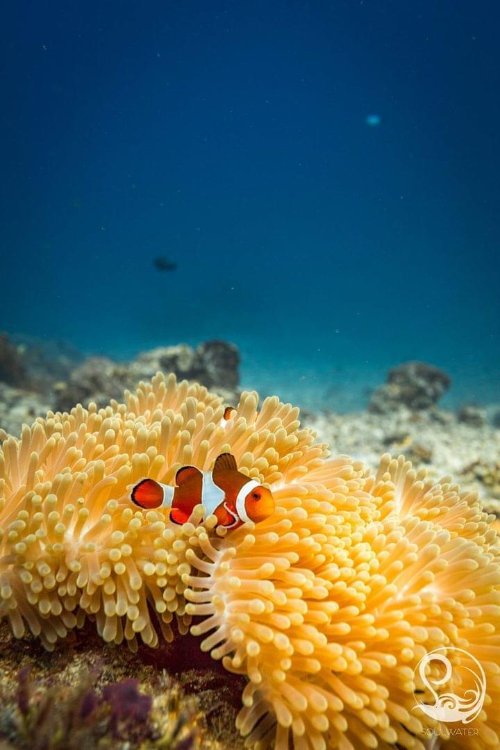 The Bali Bible | Halik Site diving tour