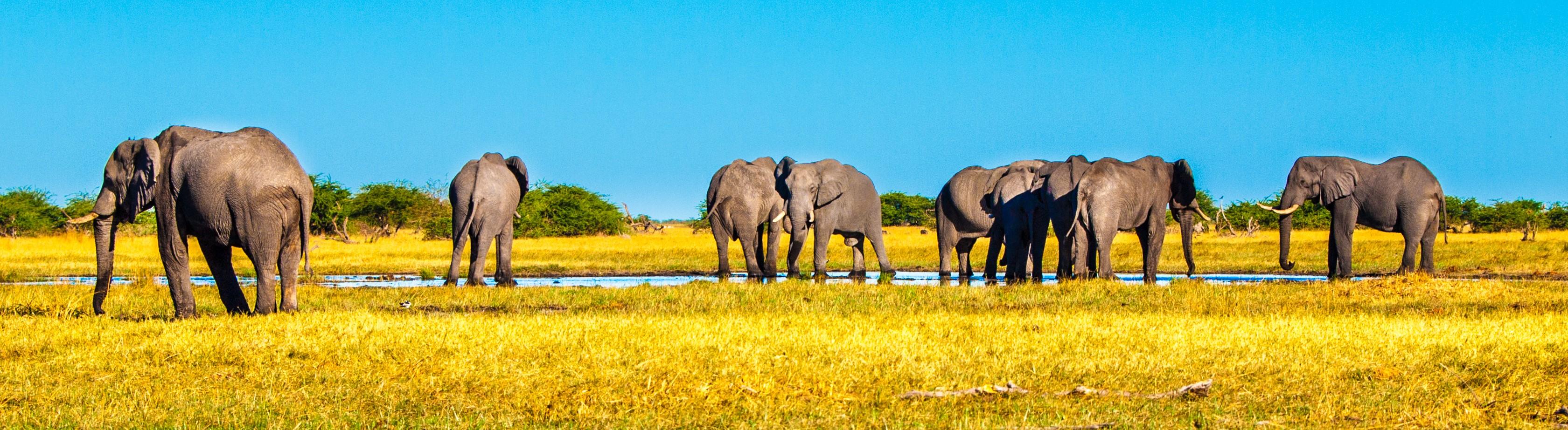 Explore Travel | Your Next Dream Holiday | Botswana