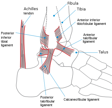 Ankle sprain - WikEM