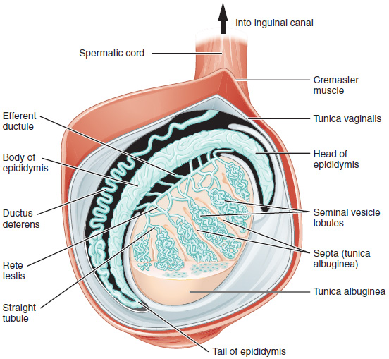 Torsion Of Testicular Appendage Wikem